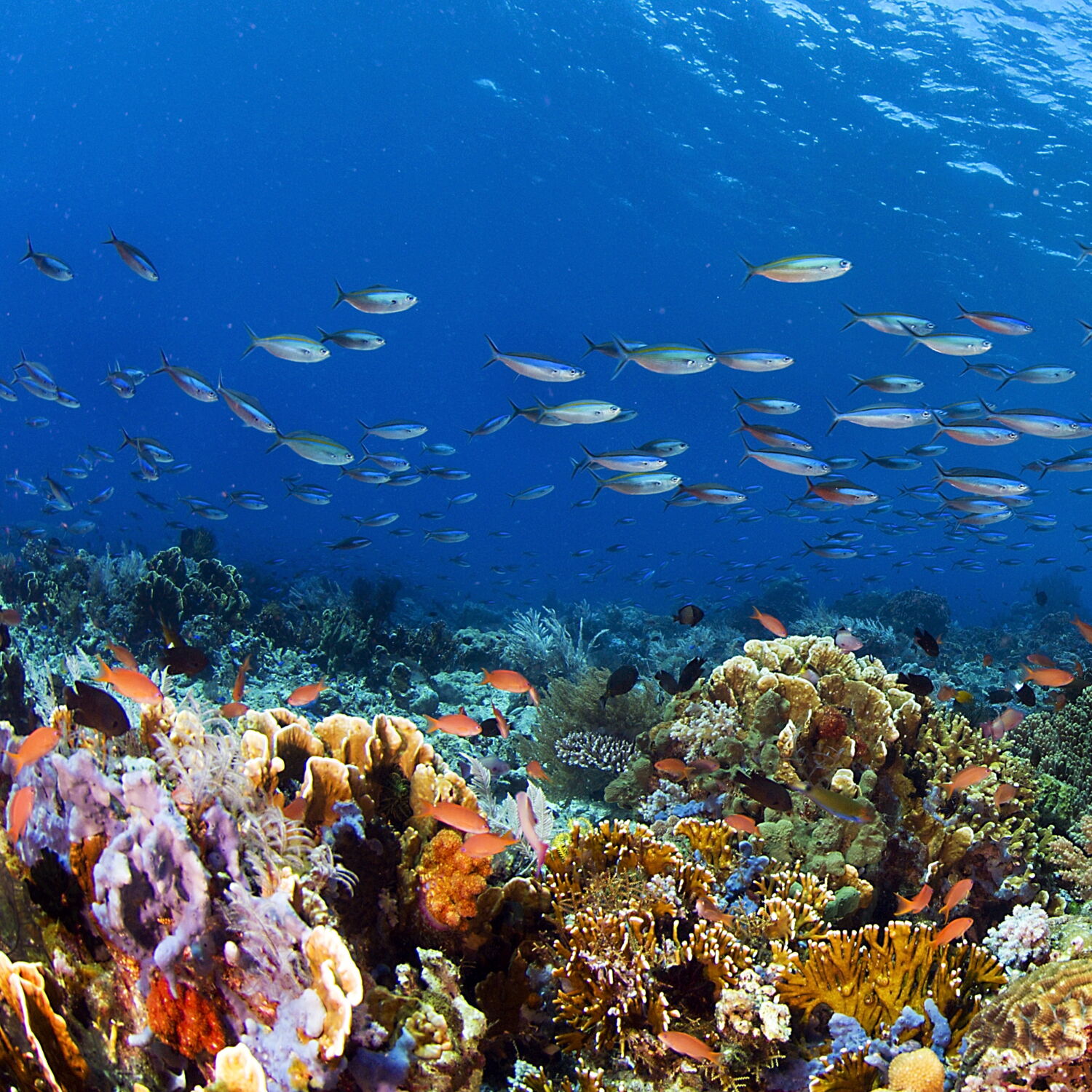 Qu'est-ce qu'un écosystème ? - Geo.fr