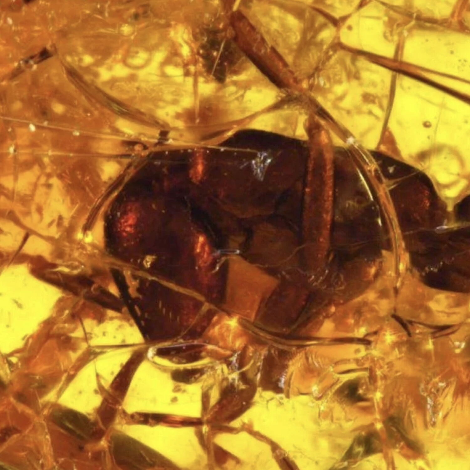 La fourmi légionnaire capable de dévorer des vertébrés a envahi l ...