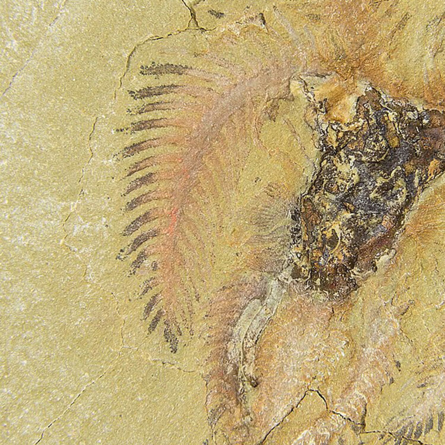 Un site fossilifère au Maroc révèle que des arthropodes géants ...