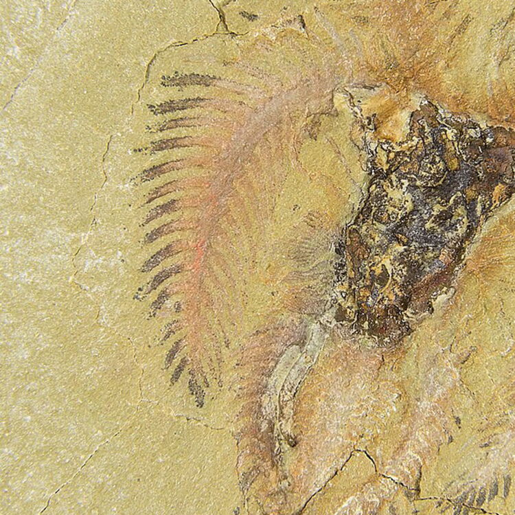 Un site fossilifère au Maroc révèle que des arthropodes géants ...