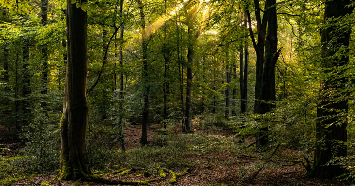 Comment les blobs âgés sont-ils capables de rajeunir ? - Geo.fr