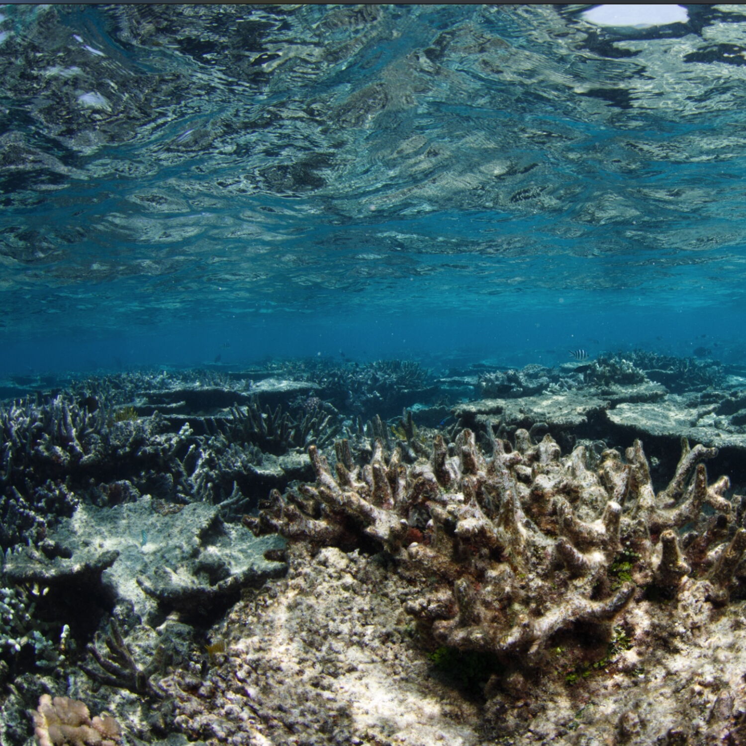 Qu’est-ce qu’une "zone morte" dans l’océan ? - Geo.fr