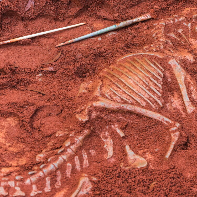 Quels sont les différents types de fossiles ? - Geo.fr