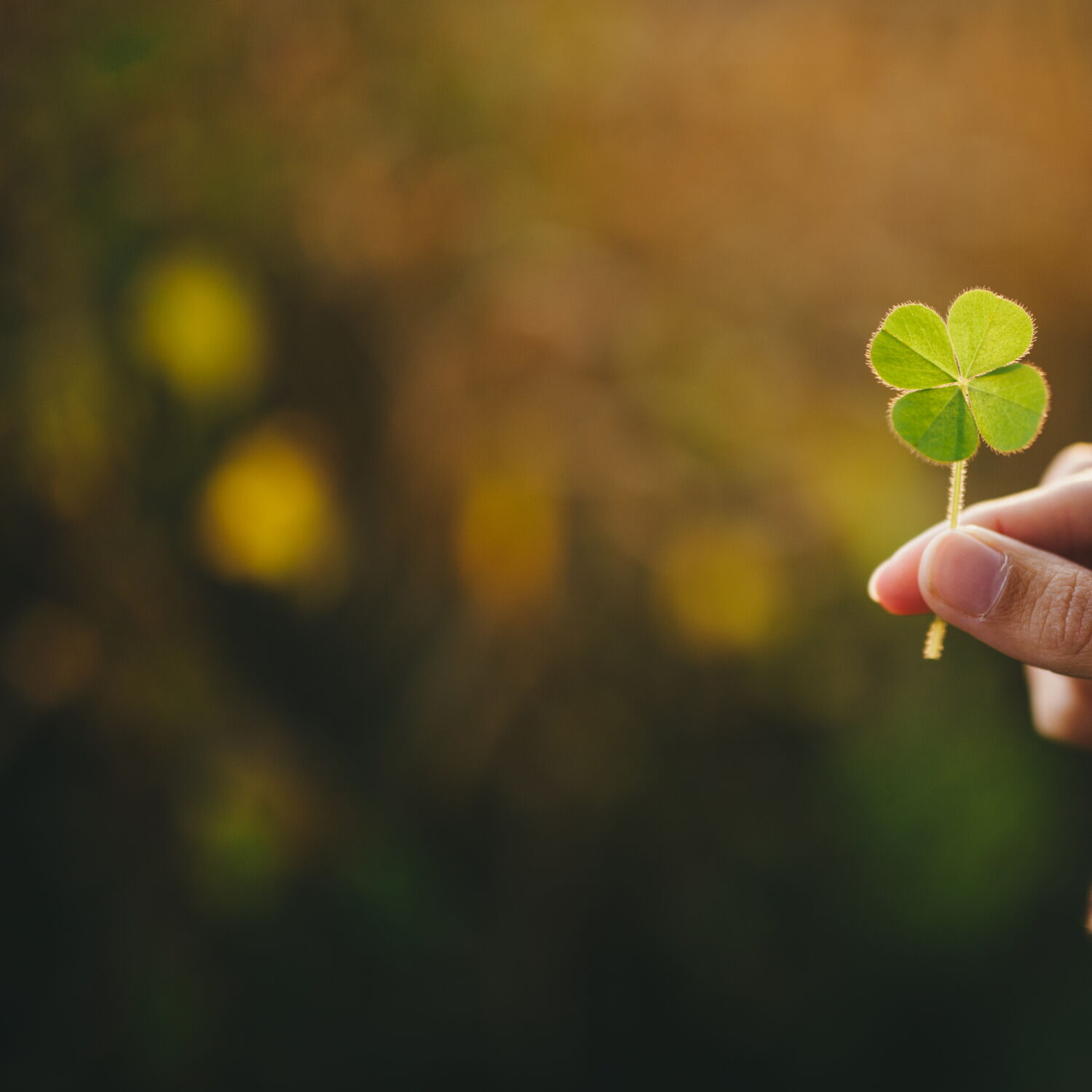 Comment le trèfle est-il devenu l’emblème de l’Irlande ? - Geo.fr