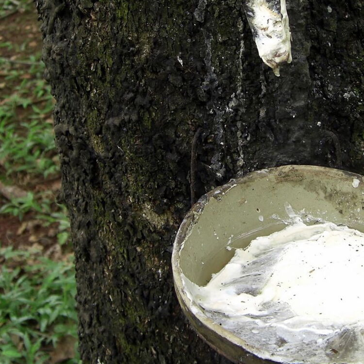 L'hévéa, l'odyssée du bois qui pleure - Geo.fr