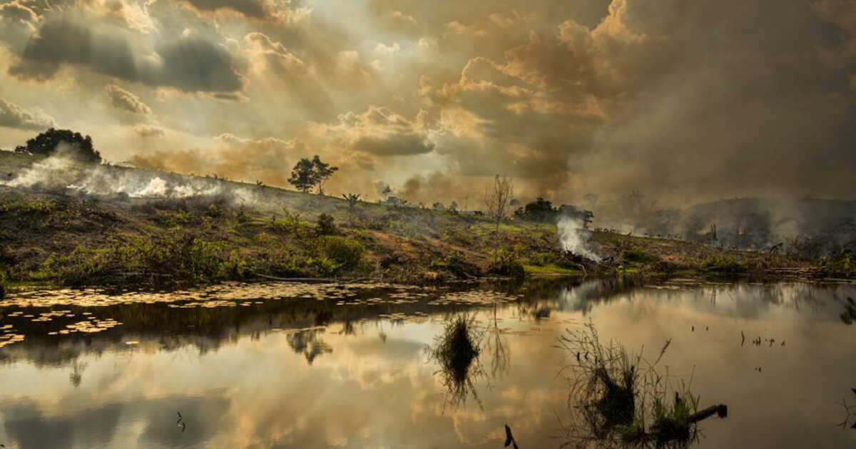 La déforestation en Amazonie a détruit en moins de 40 ans une surface ...