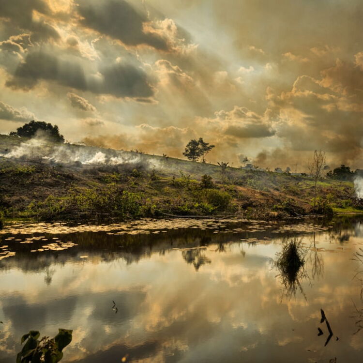 La déforestation en Amazonie a détruit en moins de 40 ans une surface ...