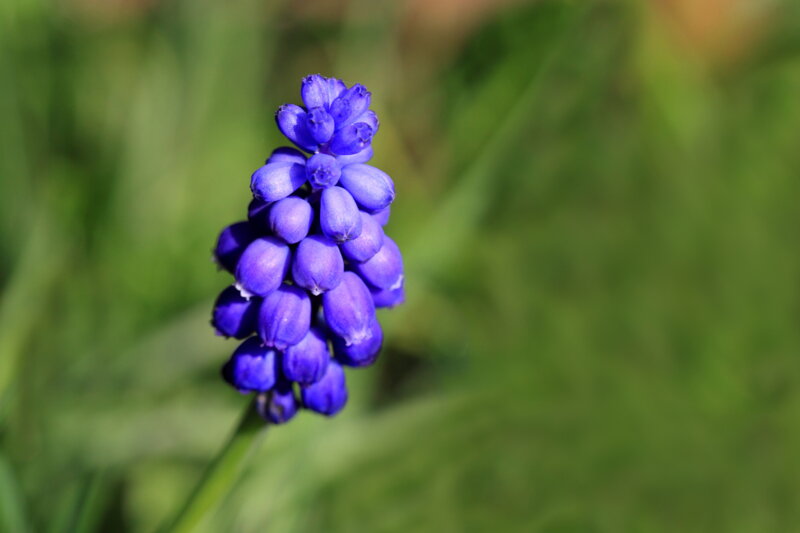 Connaissez-vous ces petites clochettes bleues ? Ce sont des… - Saurez ...