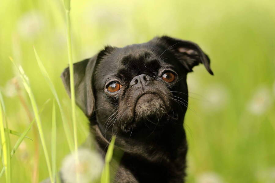 Les races de chiens qui peuvent vivre en appartement - Ça m'interesse